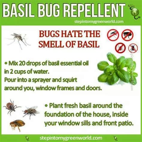 Best Spider Killer Concentrate Ivanortegag