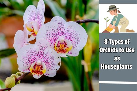 8 Types Of Orchids To Use As Houseplants Birthday Stock