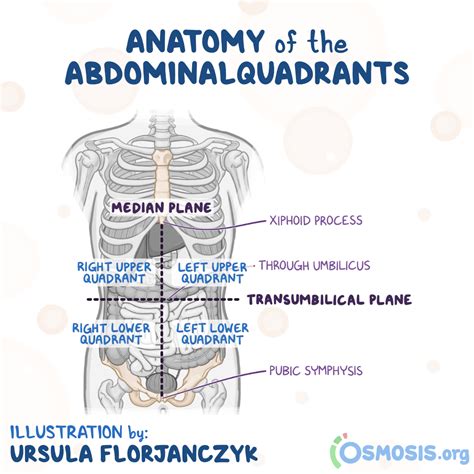 Abdominal Cavity Quadrants Abdominal Aorta Nursing School 49 Off