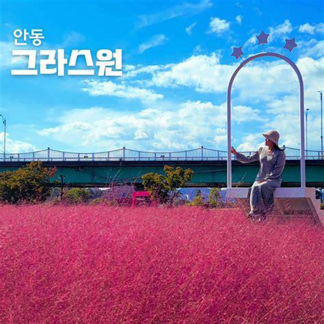 안동 그라스원 핑크 뮬리 포토존 주차 네이버 블로그