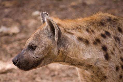 Pin By Arturo Marty Ordoñez On Hh Hyena Weird Animals Animals