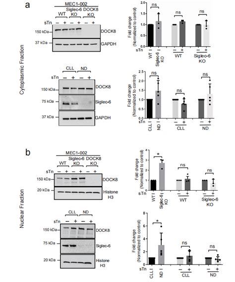 文献分享：siglec 6作为慢性淋巴细胞白血病细胞迁移和黏附的治疗靶点