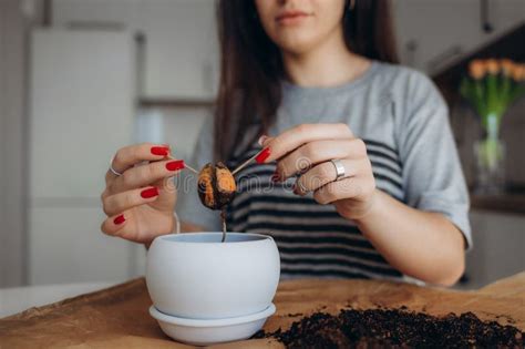 Woman Gardener Transplanting Avocado Seed With Root Growing In A Pot