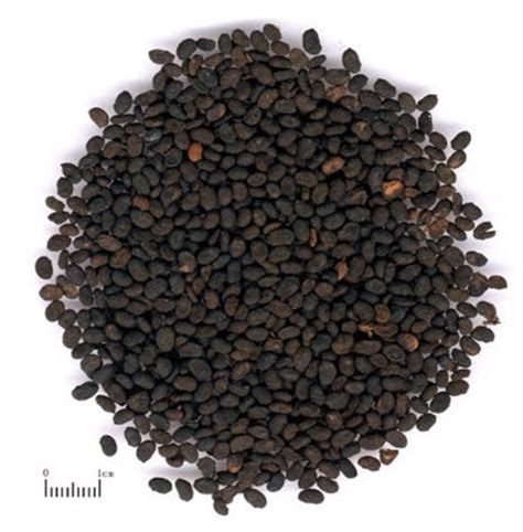 Bakuchi Oil Keya Seth Aromatherapy