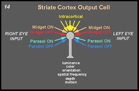 slide show the neural control of vision e 6