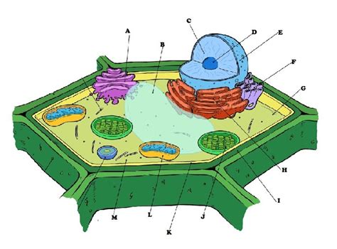Plant Cell Diagram Quizlet