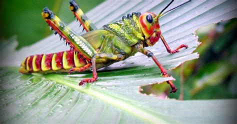 Giant 16729 Biofaces Bring Nature Closer