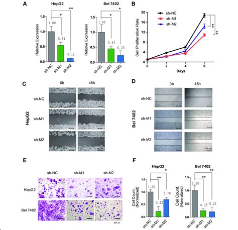 Malat1 Promotes Hcc Cell Proliferation And Metastasis In Vitro A The