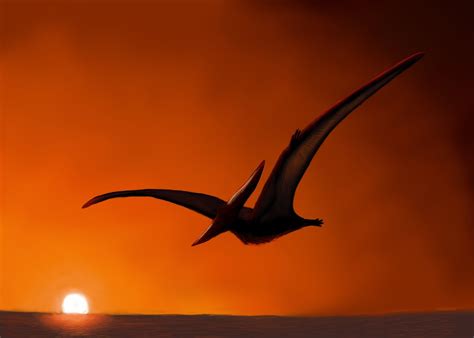 Птеродактиль фото картинки 62 фото