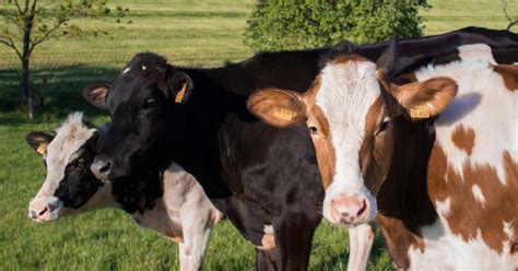 Maxcare Heads To International Dairy Week Maxcare