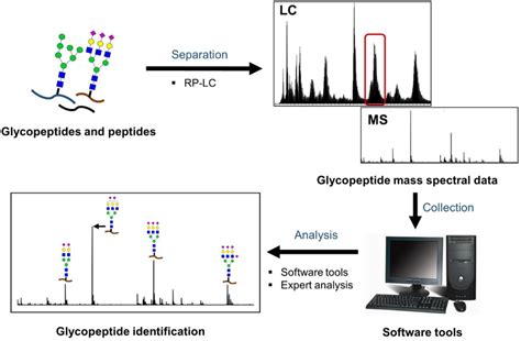General Workflow For LCMS Analysis Of Glycopeptides In This Workflow Download Scientific
