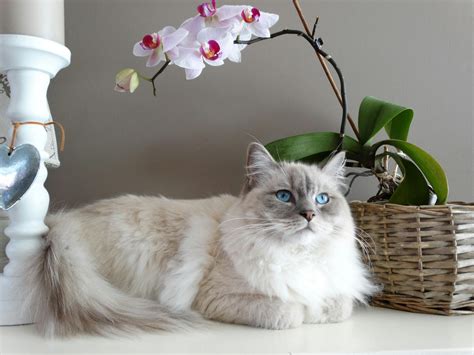 Ragdoll Breed Information Pet Insurance Australia