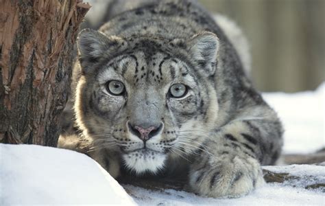 Snow Leopard Panthera Uncia About Animals