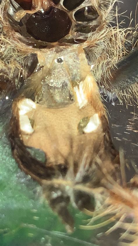 A Little Help With Sexing This Molt Rtarantulas