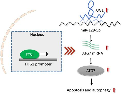 Ets2 Promotes Cardiomyocyte Apoptosis And Autophagy In Heart Failure By
