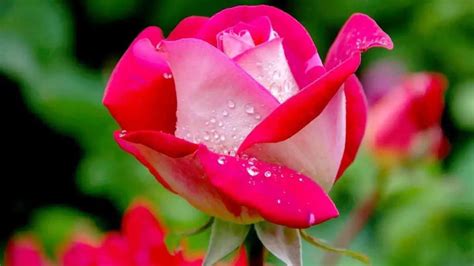 Rose Tips সুখ শান্তি সাফল্যকে টেক্কা দেবে একটি মাত্র গোলাপ কবে কখন ও কীভাবে ব্যবহার করবেন