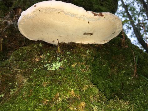 Artists Conk Found On Very Old Living Tree South Of Wales R Shroomid