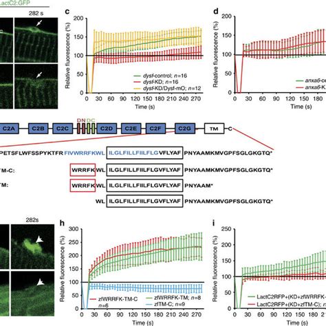 Dysf Facilitates Ps Translocation To Site Of Lesion Ac Fluorescence