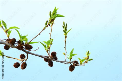봄날에 새싹이 돋아나는 사방오리 나무 이다 Foto De Stock Adobe Stock