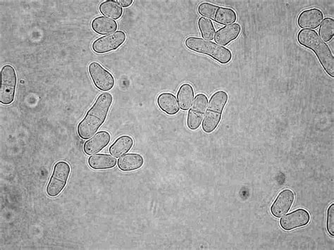 Germ Cells Under A Microscope