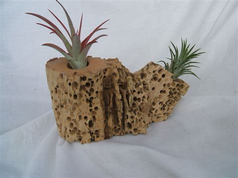 Red Abdita And Ionantha Double Air Plant Driftwood Planter