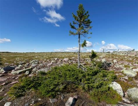 Si chiama Old Tjikko ed è lalbero più antico del mondo risalente al