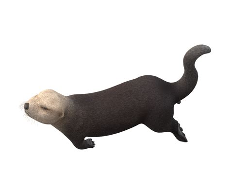 Meer Otter Isoliert Auf Ein Transparent Hintergrund 23835829 PNG