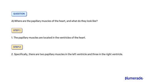 Solved A Where Are The Papillary Muscles Of The Heart And What Do