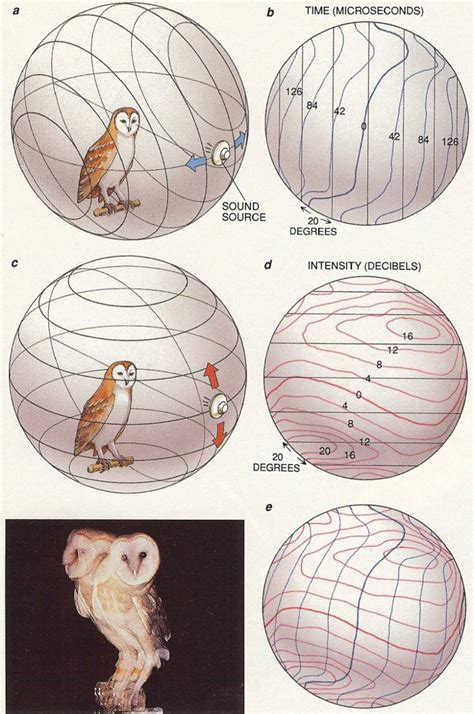 Solved If A Barn Owl Is Able To Resolve Differences In Sound