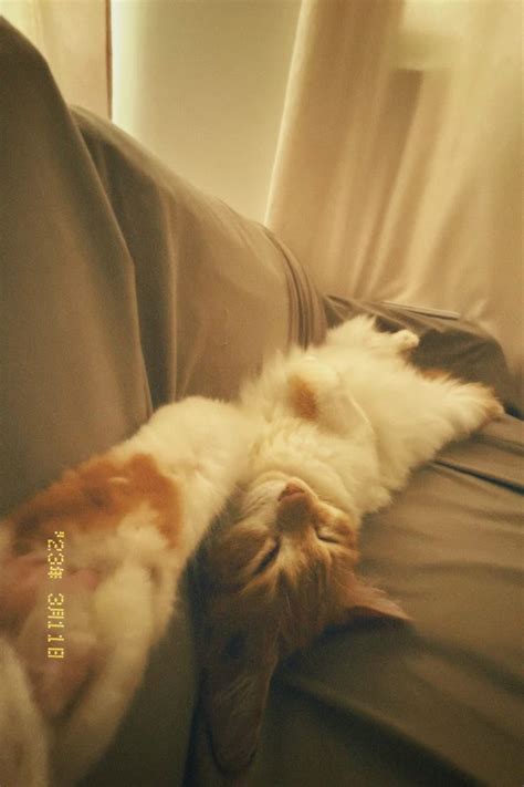 Simplistic Wallpaper With Cute Cat