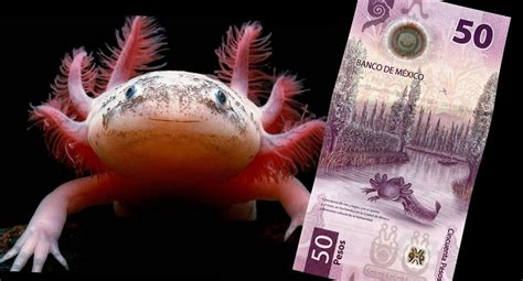 Cuáles son los billetes de 50 pesos del ajolote más valiosos en 2024