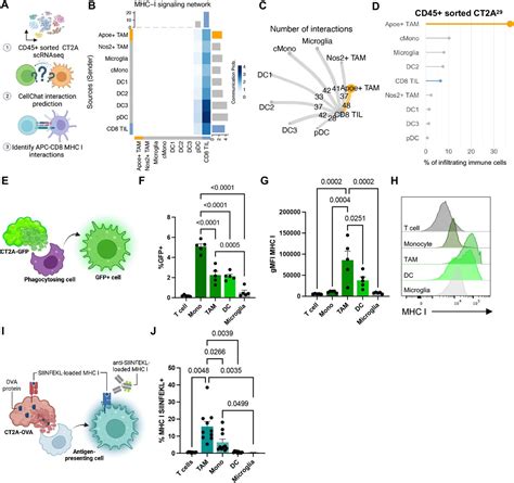 Antigen Presenting Cells Antigen Presentation Safeguards The Integrity