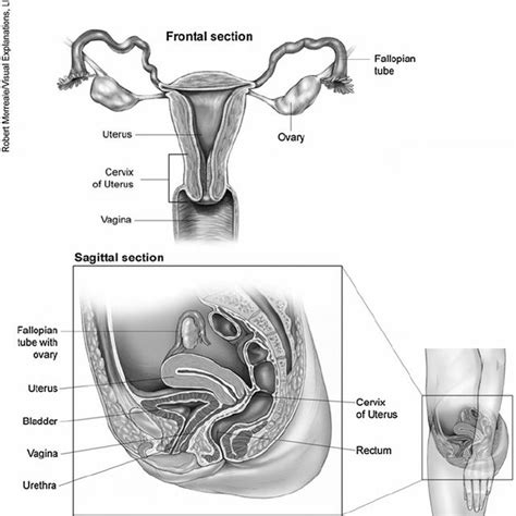 Diagram Of The Microscopic Structure Of The Uterus Uterine L