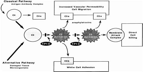 Phase I Trial Of The Recombinant Soluble Complement Receptor