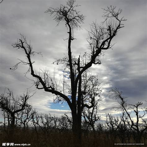 梨树古树林摄影图 树木树叶 生物世界 摄影图库 昵图网