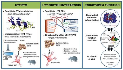 Huntingtons Disease—the Sting In The Tail The Embo 42 Off