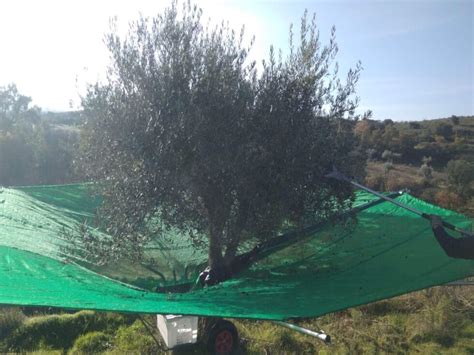 Olitree Manual Oml Olitree