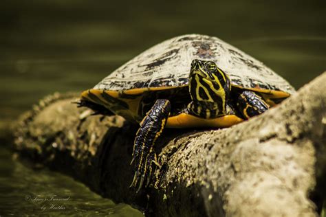 Eastern Slider Turtle Yadkin River Wilkesboro