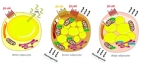 Schematic Representation Of White Beige And Brown Adipocytes And Their
