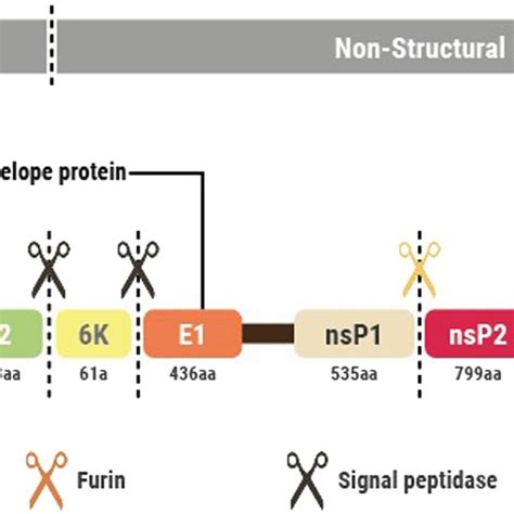 The Genome Organization Of Chikungunya Virus Download Scientific Diagram