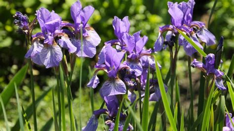 13 Plants You Should Prune In The Fall And 13 You Should Leave For Spring