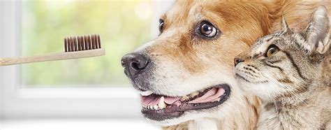 Pet Dental Health Tips For Healthy Chompers Hartz