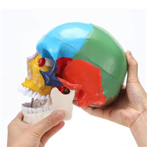 Life Size Human Colored Skull Model With Detachable Brain Model Lyou