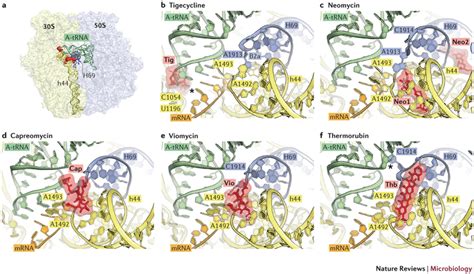 Antibiotic Interactions At The Decoding Centre Of The 30s Subunit A