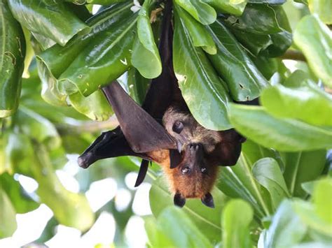 Nipah Virus Grips Kerala Symptoms Prevention And Cure Nipah Spread
