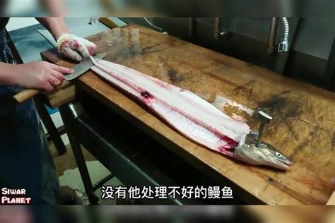 小伙面试切鳗鱼张口要30万年薪刀工一绝却惨遭鳗鱼反咬一口 鳗鱼 小伙