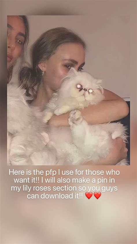 Here Is The Pfp I Use For Those Who Want It I Will Also Make A Pin In My Lily Roses Section So