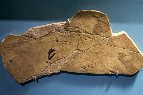Preondactylus Buffarinii Fossil Pterosaurs Flight In The Flickr