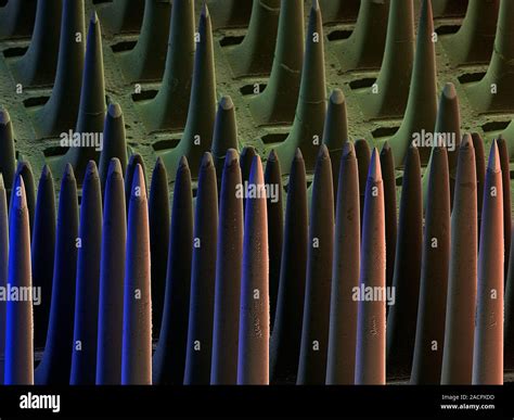 Mems Neural Interface Chip Coloured Scanning Electron Micrograph Of A