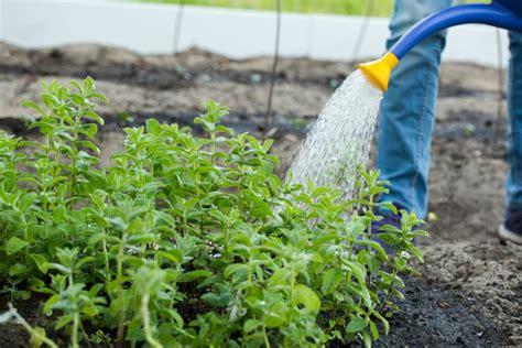 Mint Plant Care How To Water And Fertilise Plantura